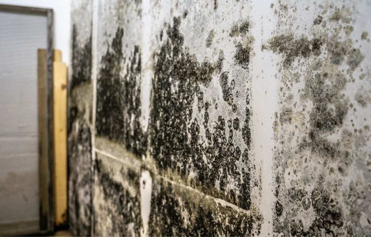 Black Mold Vs. Other Molds: What's The Difference? - Deconstructors ...